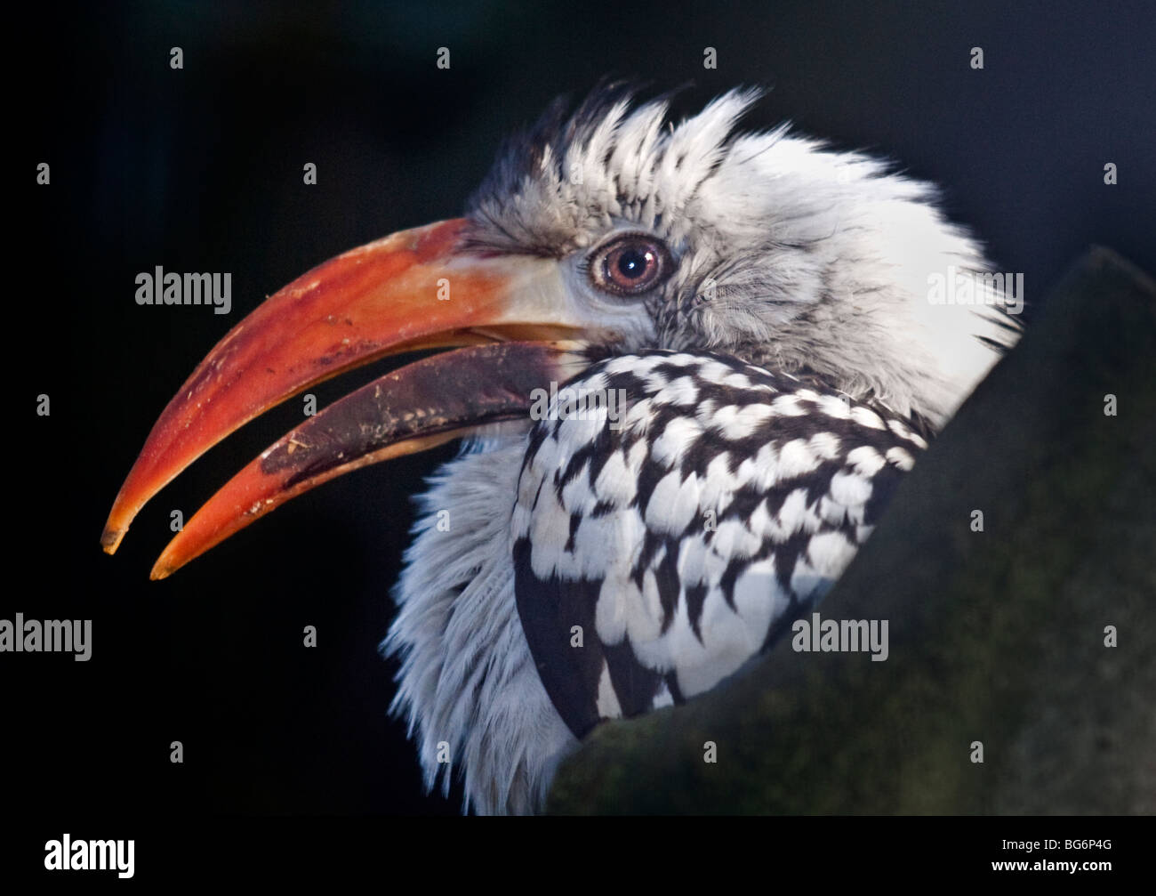 Red-Billed Hornbill (tockus erythrorhynchus Stock Photo - Alamy