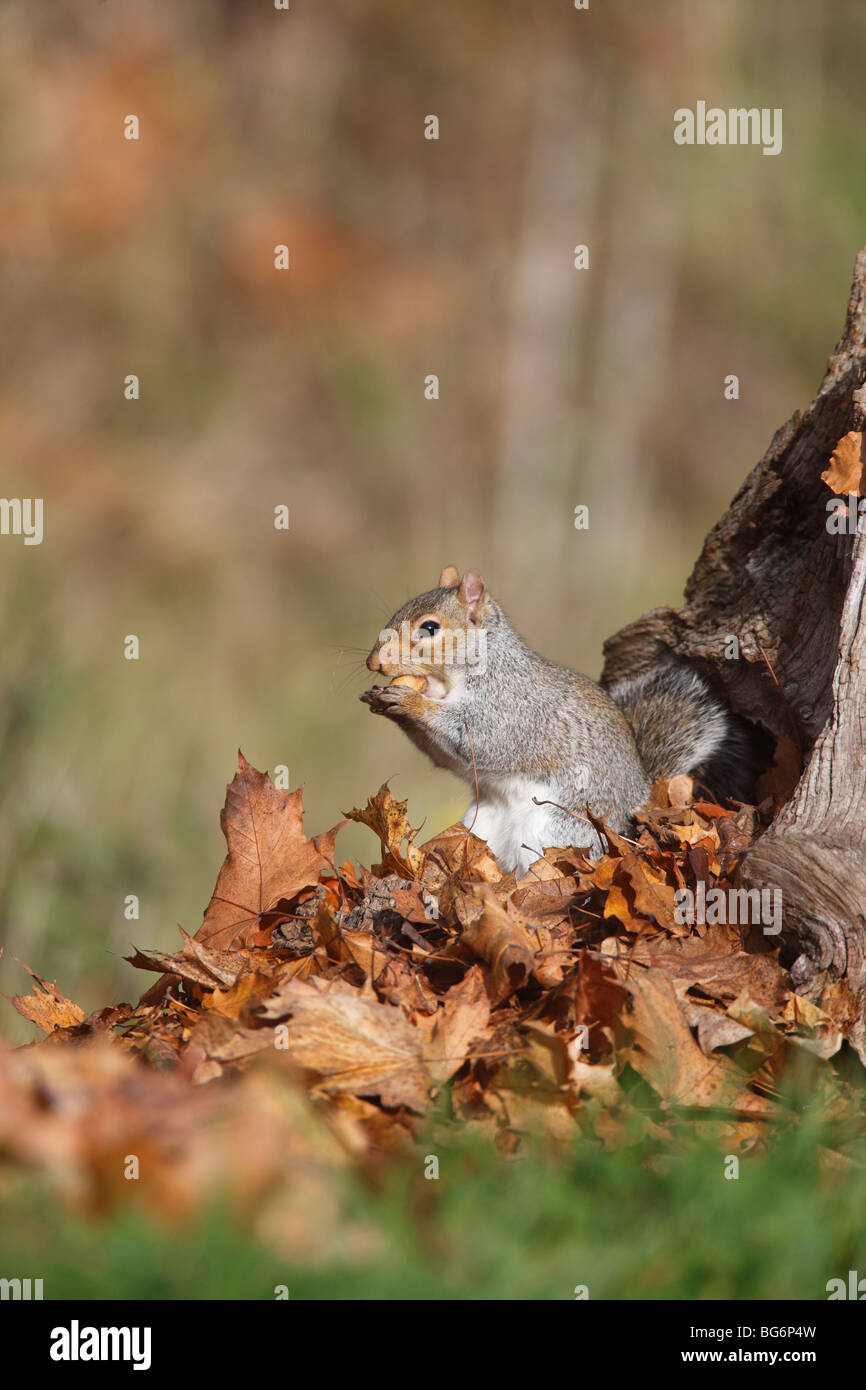 Grey Squirrel Scirius Carolinensis High Resolution Stock Photography ...