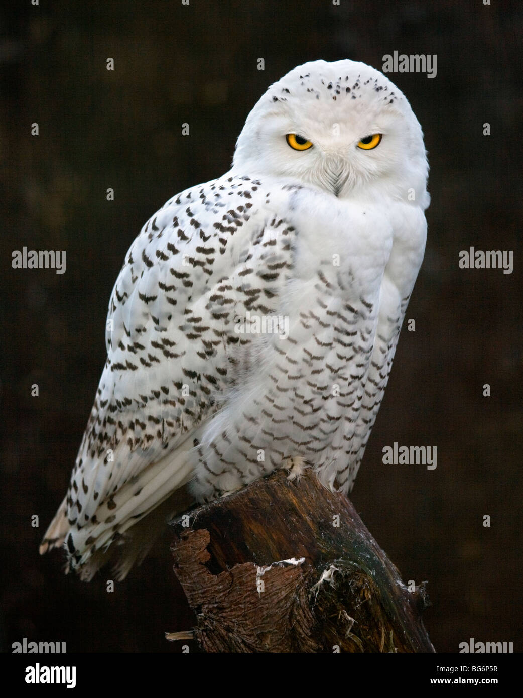 Juvenile Snowy Owl (bubo scandiacus Stock Photo - Alamy