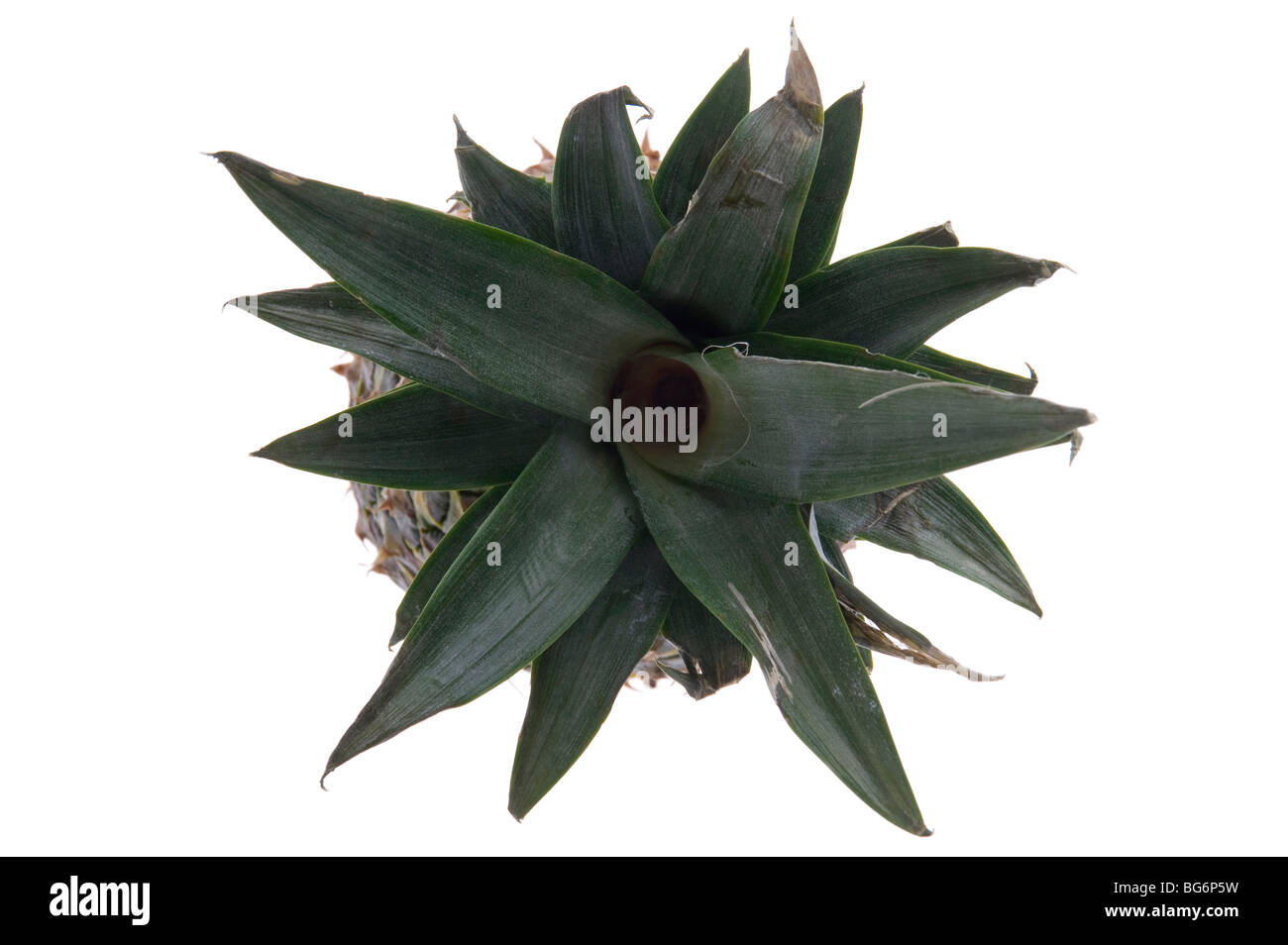 object on white - raw food pineapple Stock Photo - Alamy