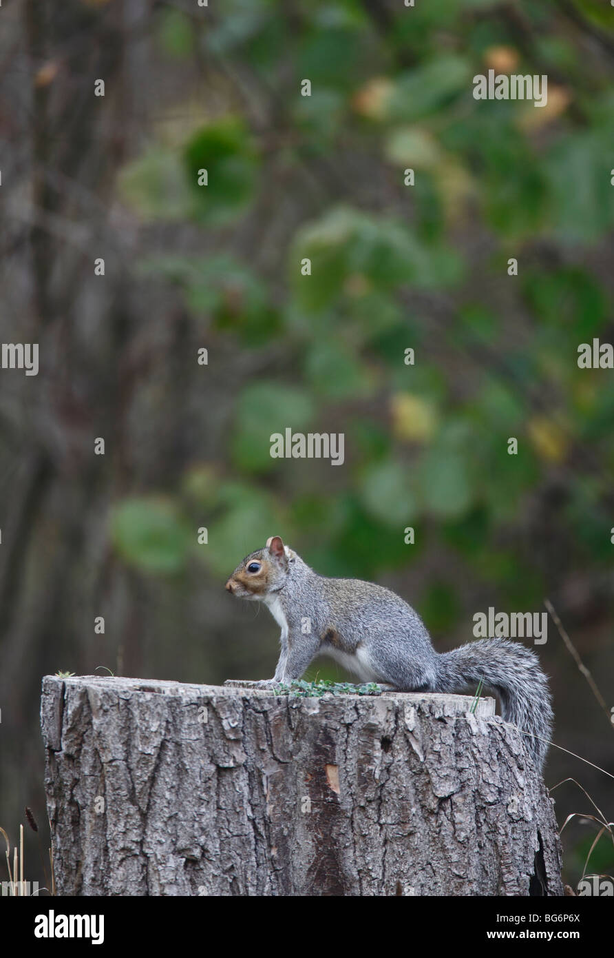 Side on view of squirrel hi-res stock photography and images - Alamy