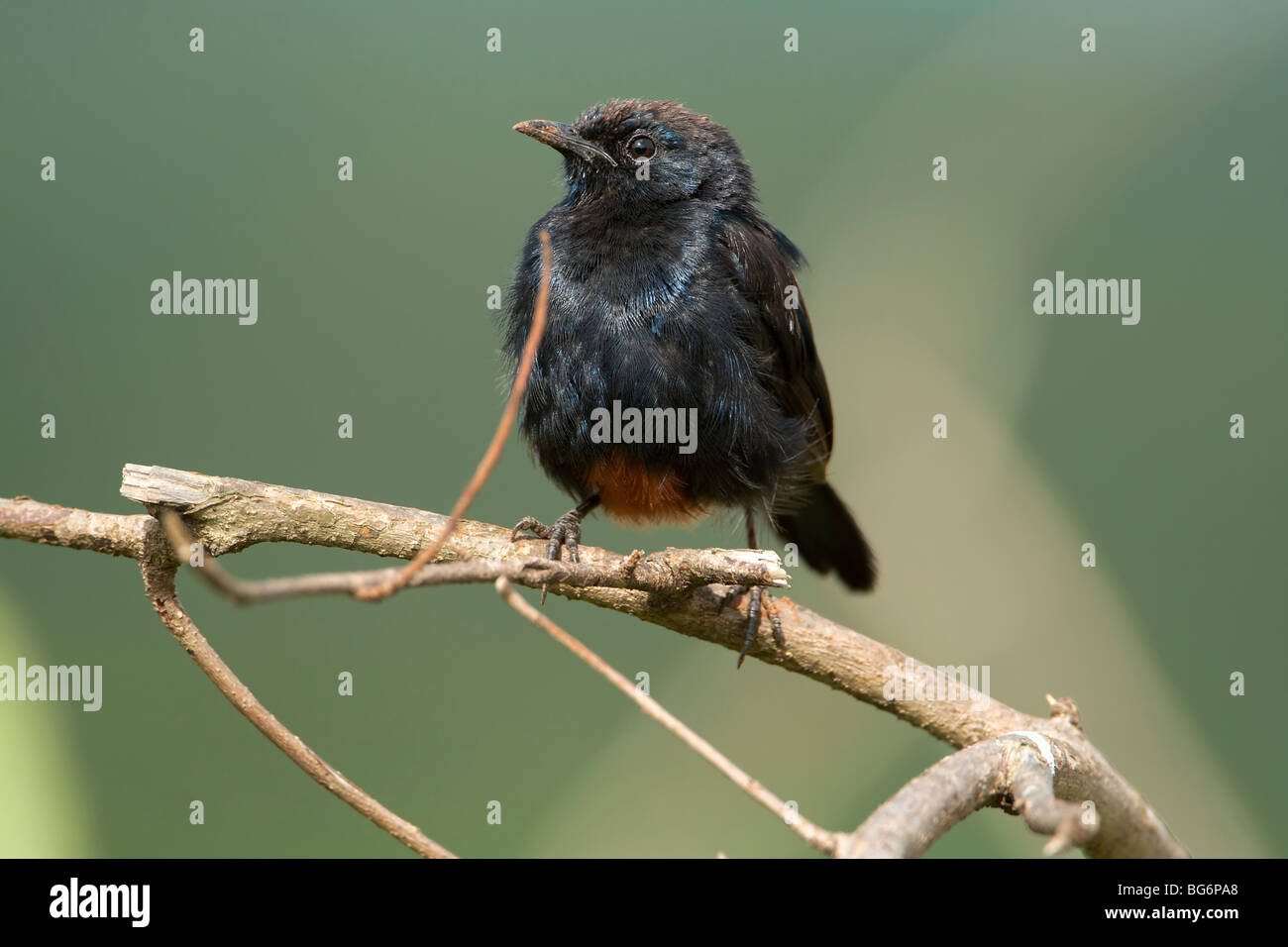 Cute blackblue robin on branch close up Stock Photo - Alamy