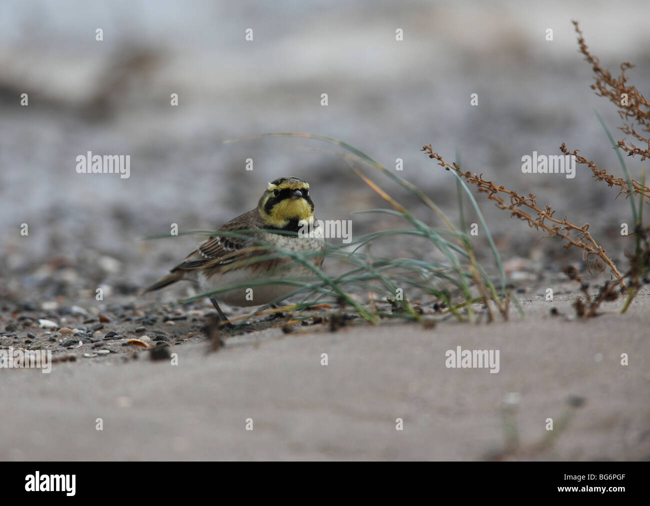 shorelark (Eremophila alpestris) eating seeds on beach Stock Photo - Alamy