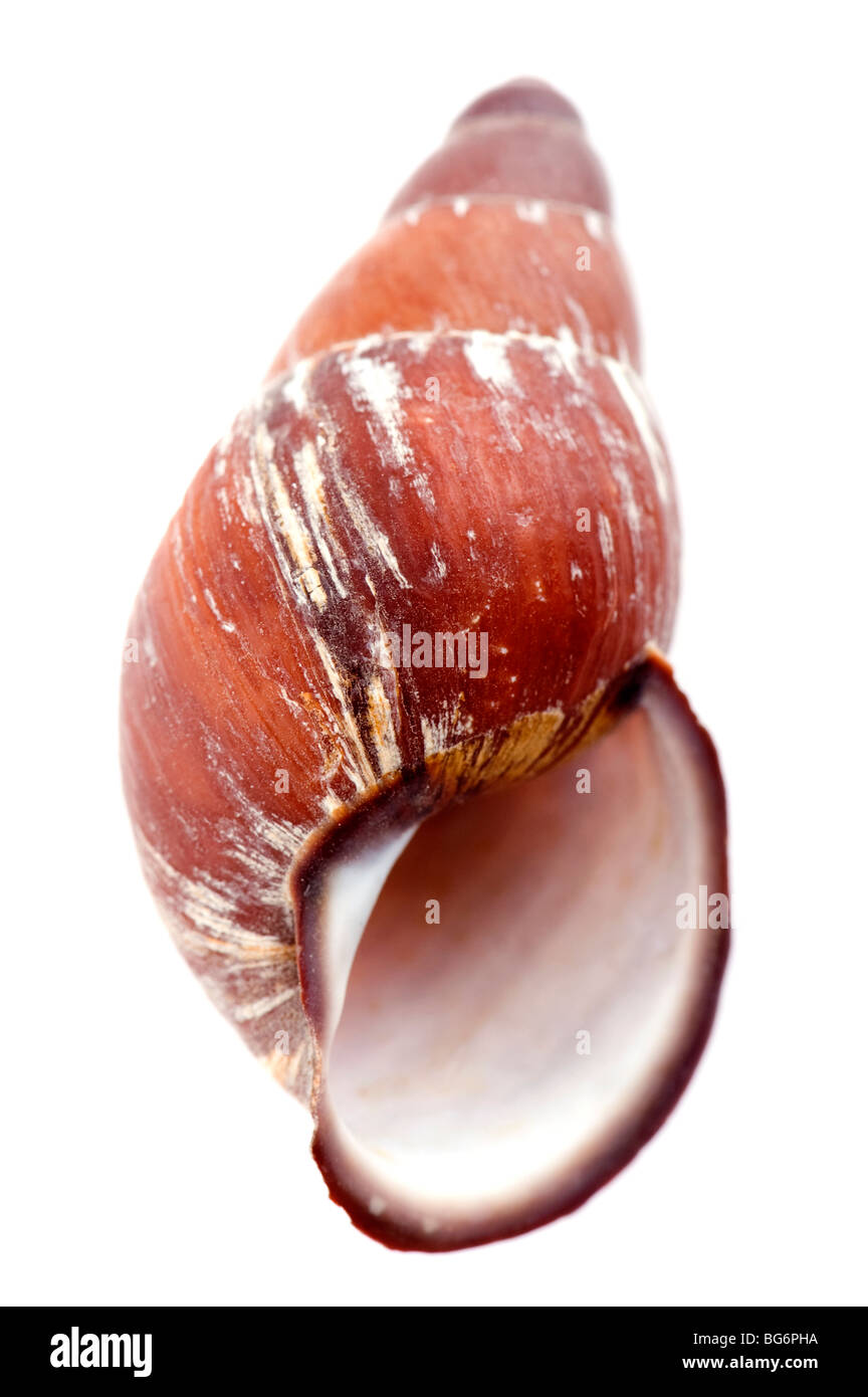 object on white - sea shells close up Stock Photo - Alamy