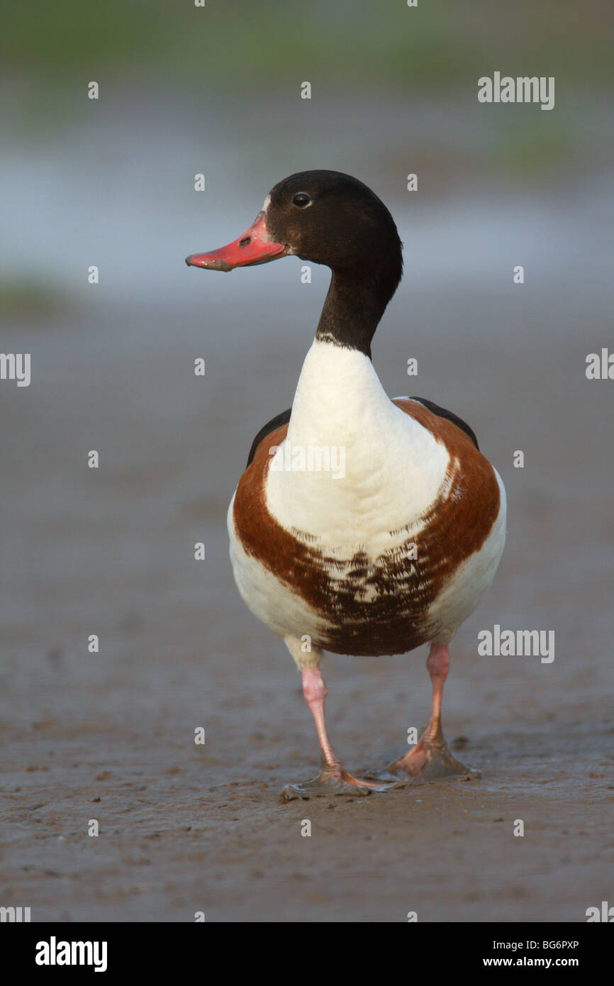 Female Shelduck, Tadorna tadorna, UK Stock Photo - Alamy