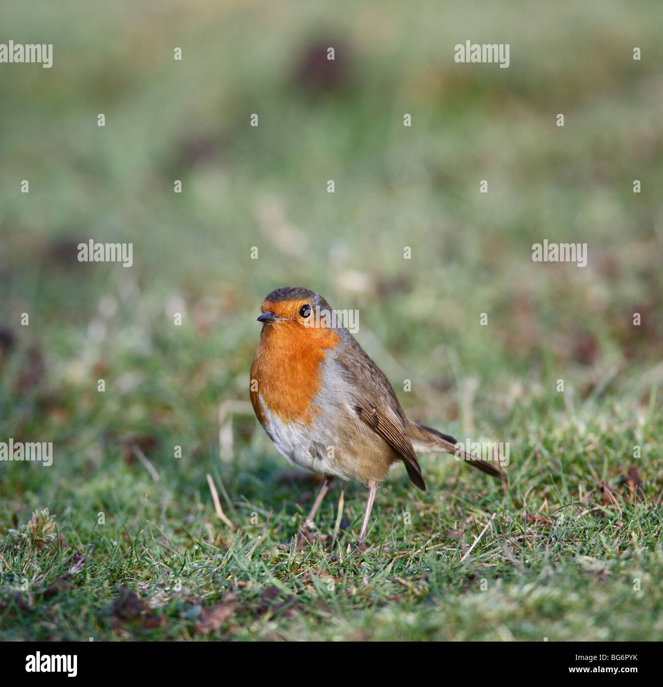 Robin front hi-res stock photography and images - Alamy