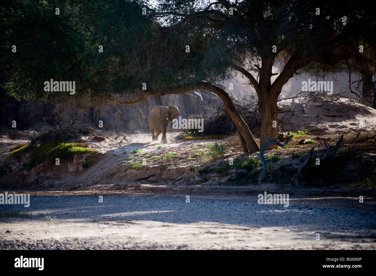 'desert adapted' elephant in Hoanib rever Stock Photo - Alamy