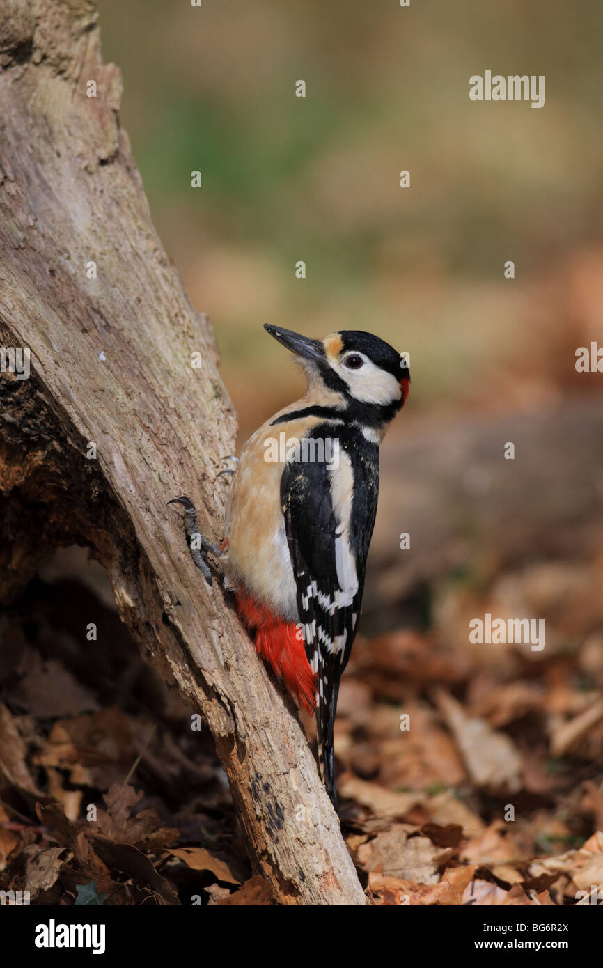 Male Great Spotted Woodpecker, Dendrocopos major, UK Stock Photo - Alamy