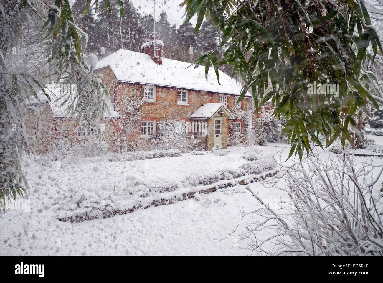 Bamboo leave hanging down with snow falling off them and a small ...