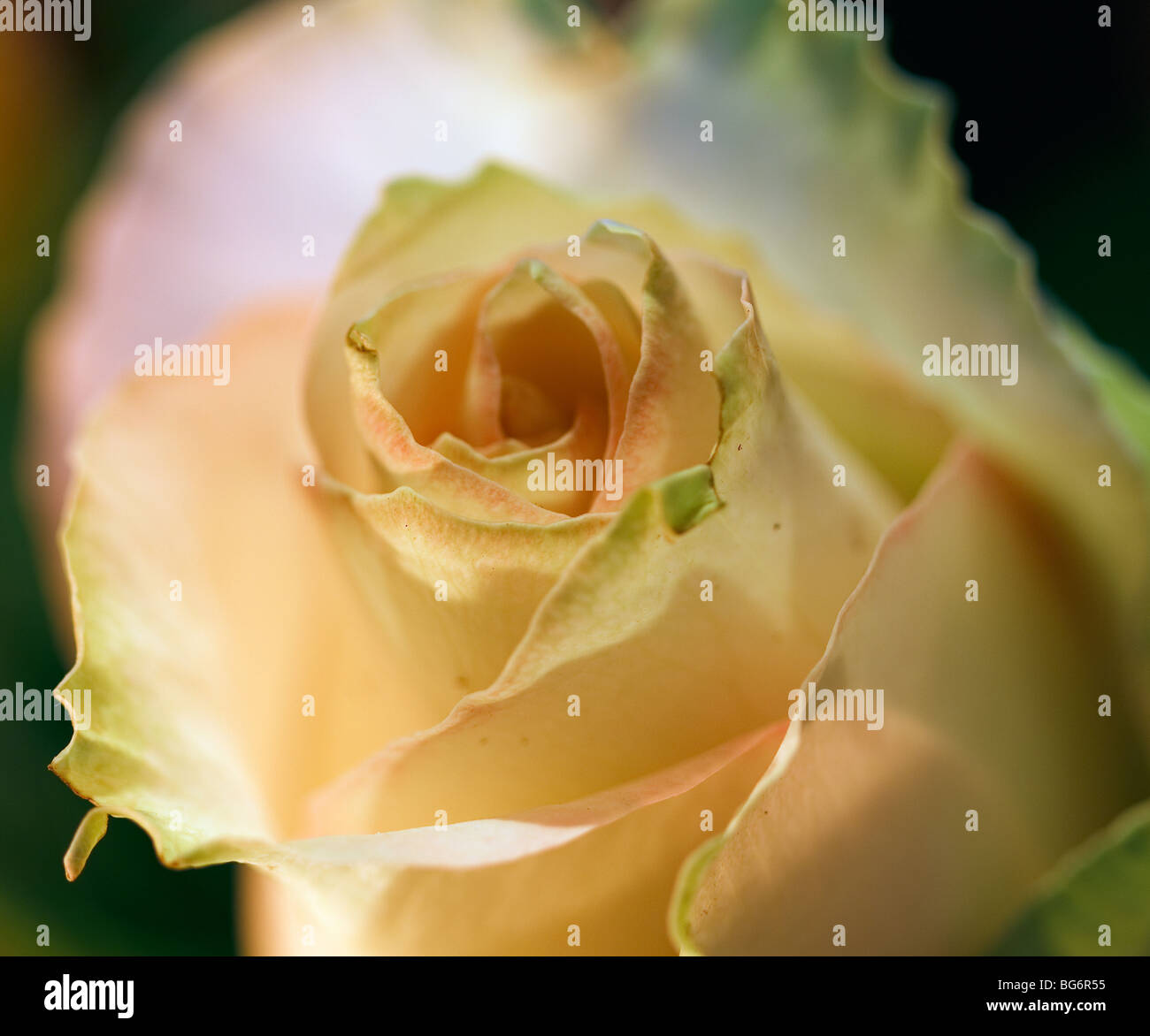 Romantic Rose by Candle light. Soft focus shot with very shallow dept ...