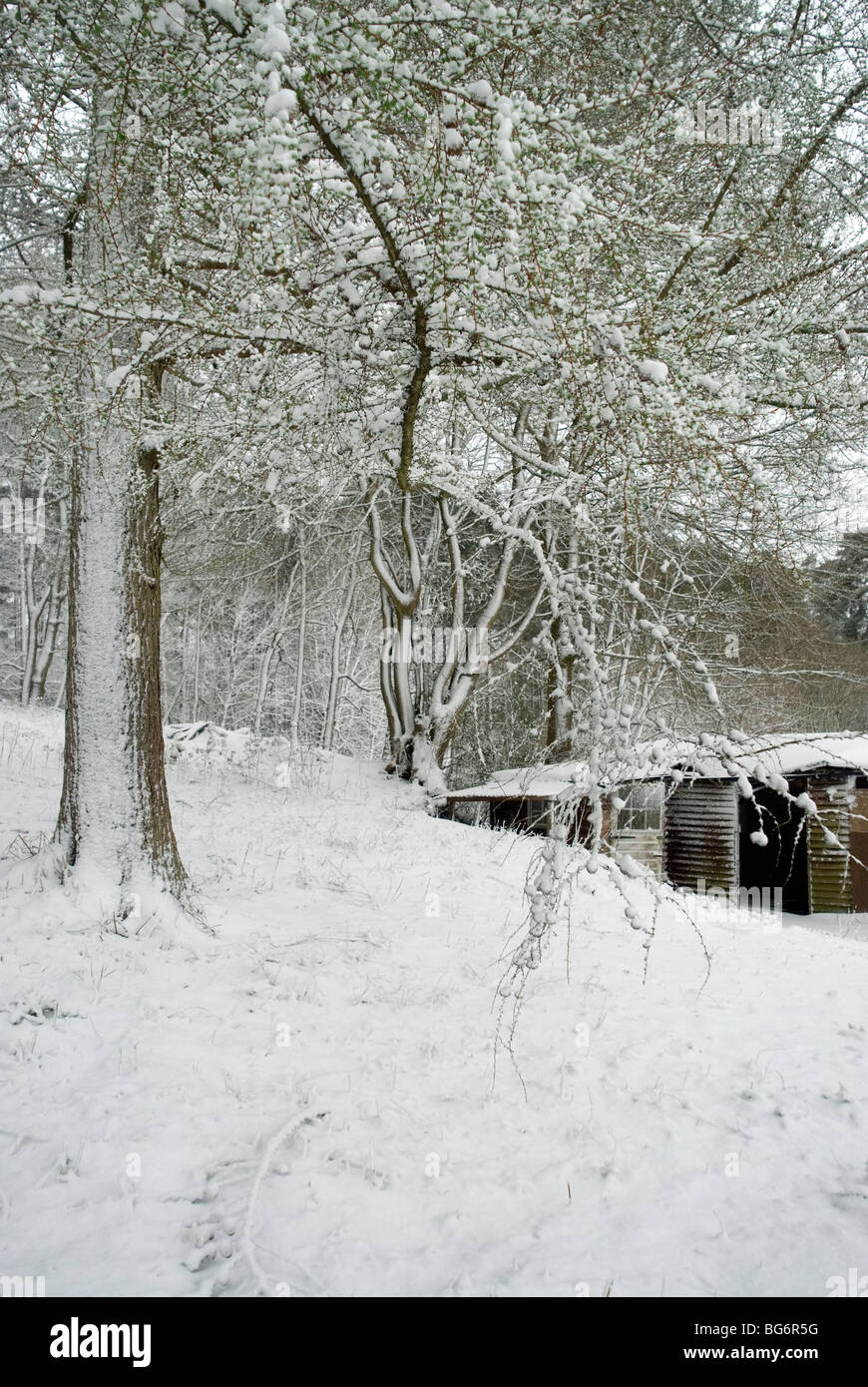 Portrait view of woodland with stables after fresh snow Stock Photo - Alamy