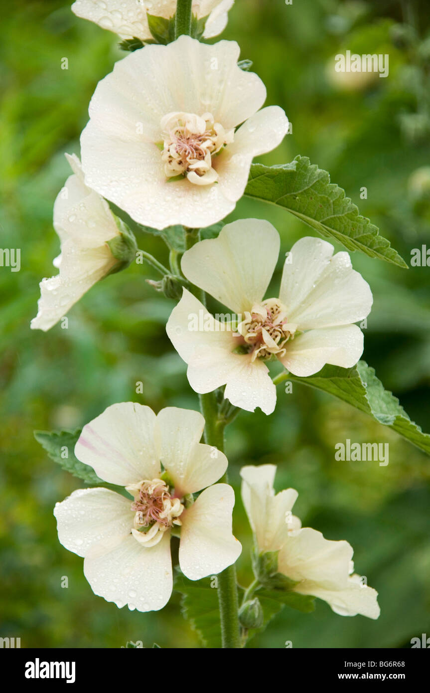 Alcea hi-res stock photography and images - Alamy