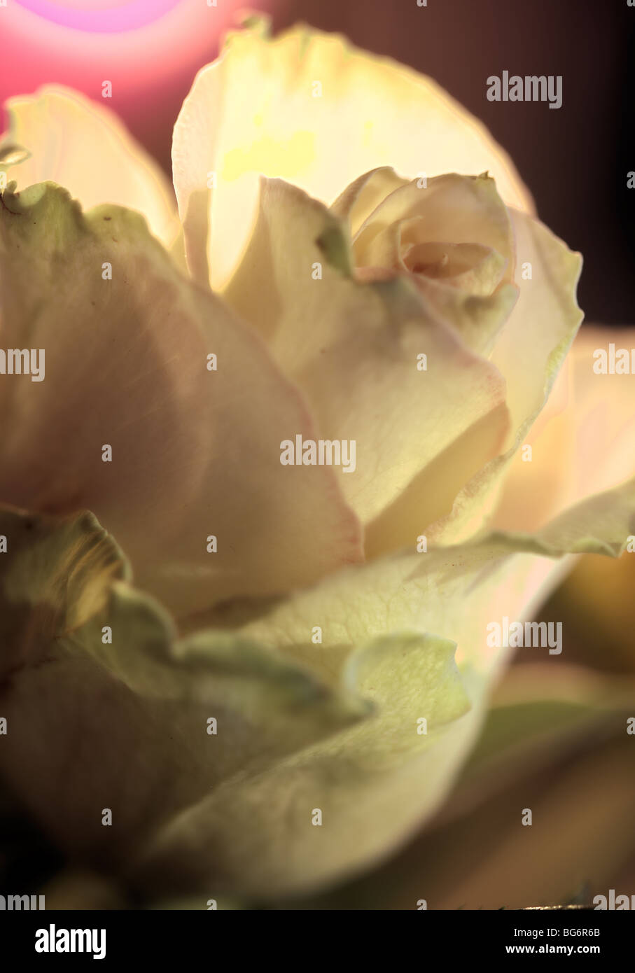 Romantic Rose by Candle light. Soft focus shot with very shallow dept ...