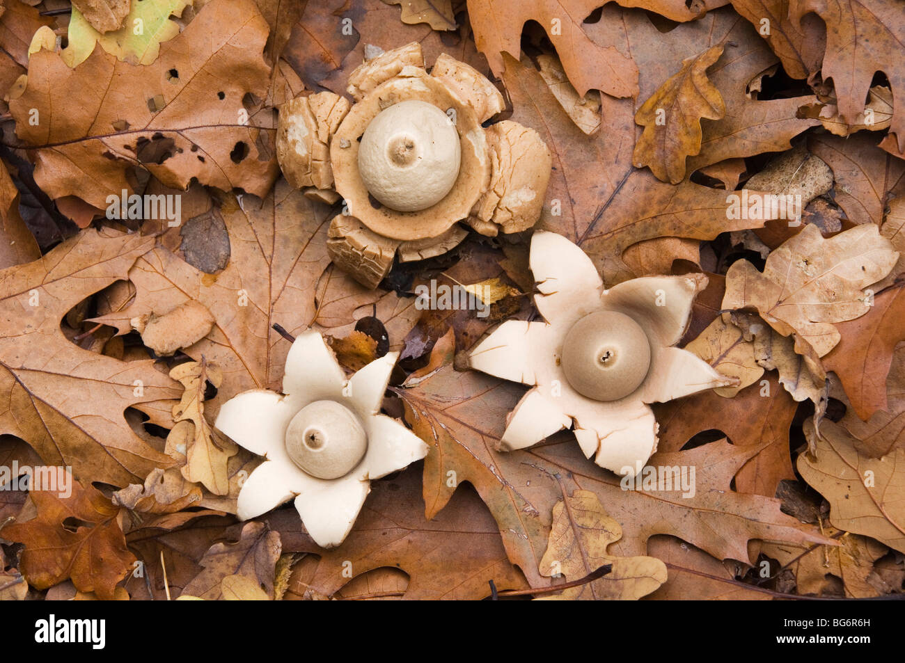 Earth Star Fungus High Resolution Stock Photography and Images - Alamy