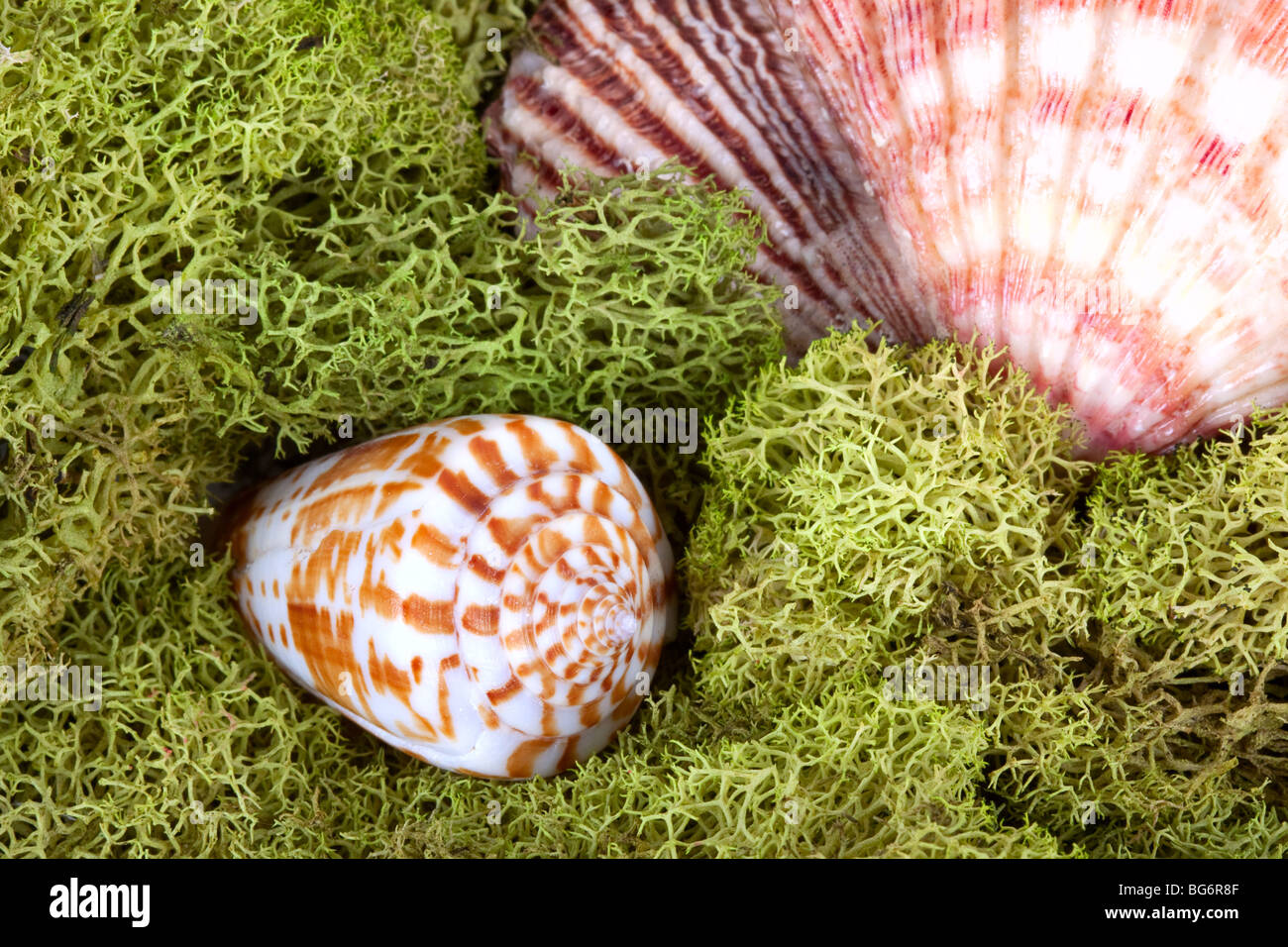 Ocean still life Stock Photo - Alamy