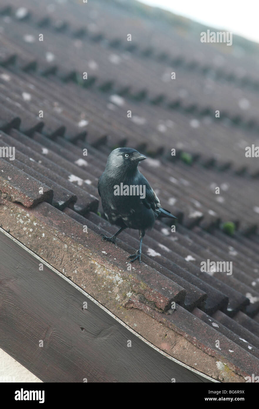 Jackdaw on roof hi-res stock photography and images - Alamy
