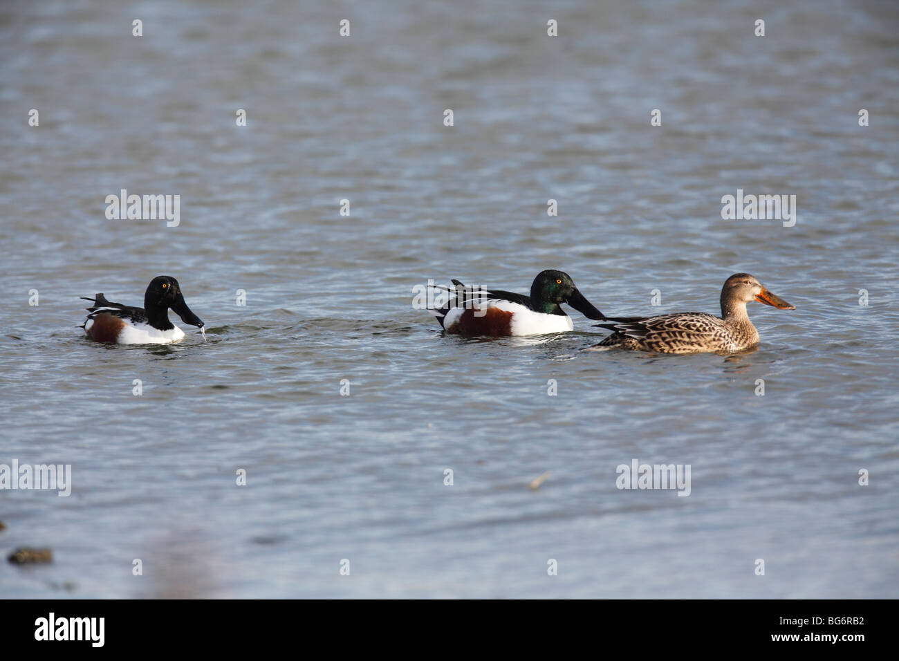 Shoveller (Anas clypeata) group feeding in shallow water Stock Photo ...