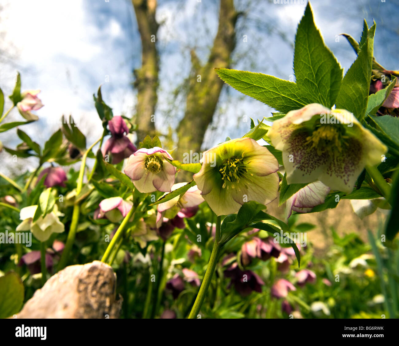Hellebores - Helleborus Stock Photo - Alamy
