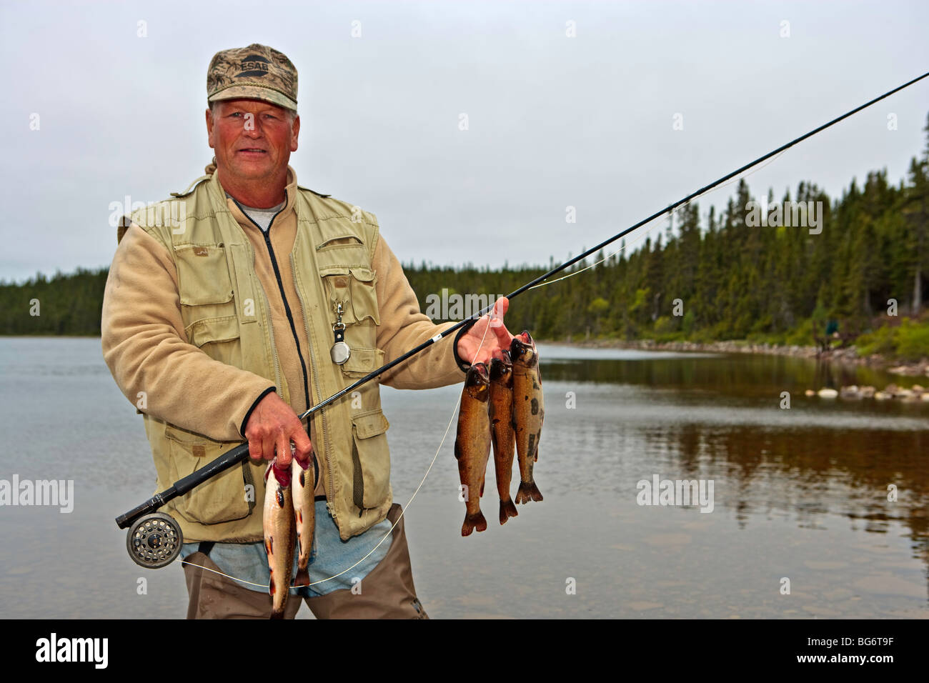 Newfoundland tuckamore tree hi-res stock photography and images - Alamy