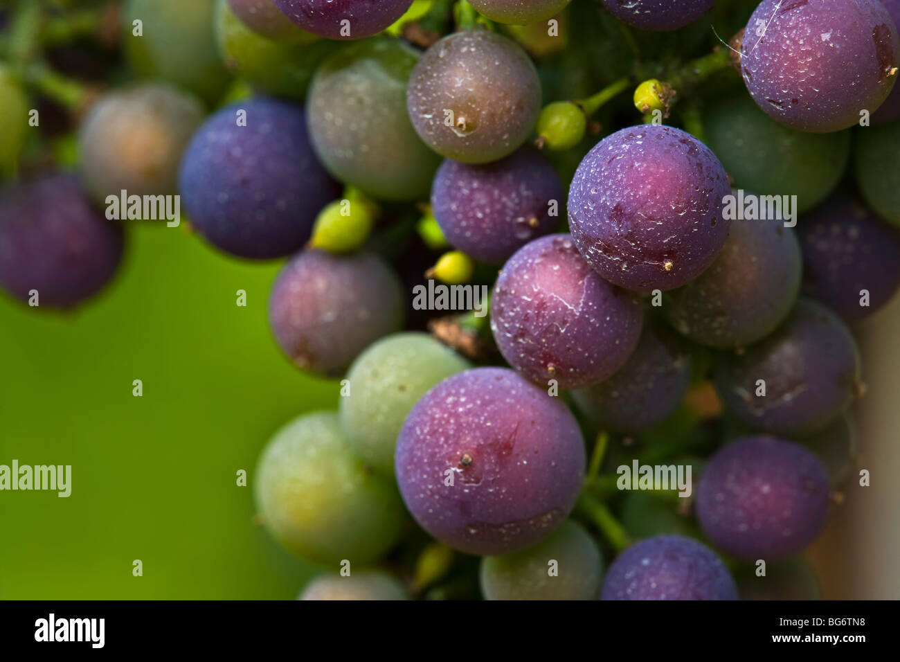Grapes at grand pre hi-res stock photography and images - Alamy