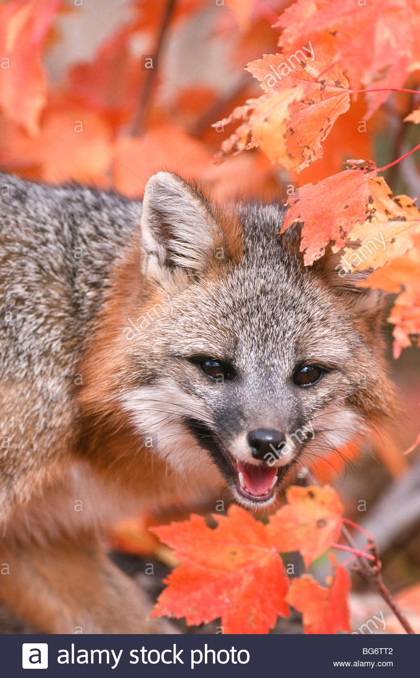 Gray Fox Grey Fox Urocyon Stock Photos & Gray Fox Grey Fox Urocyon ...