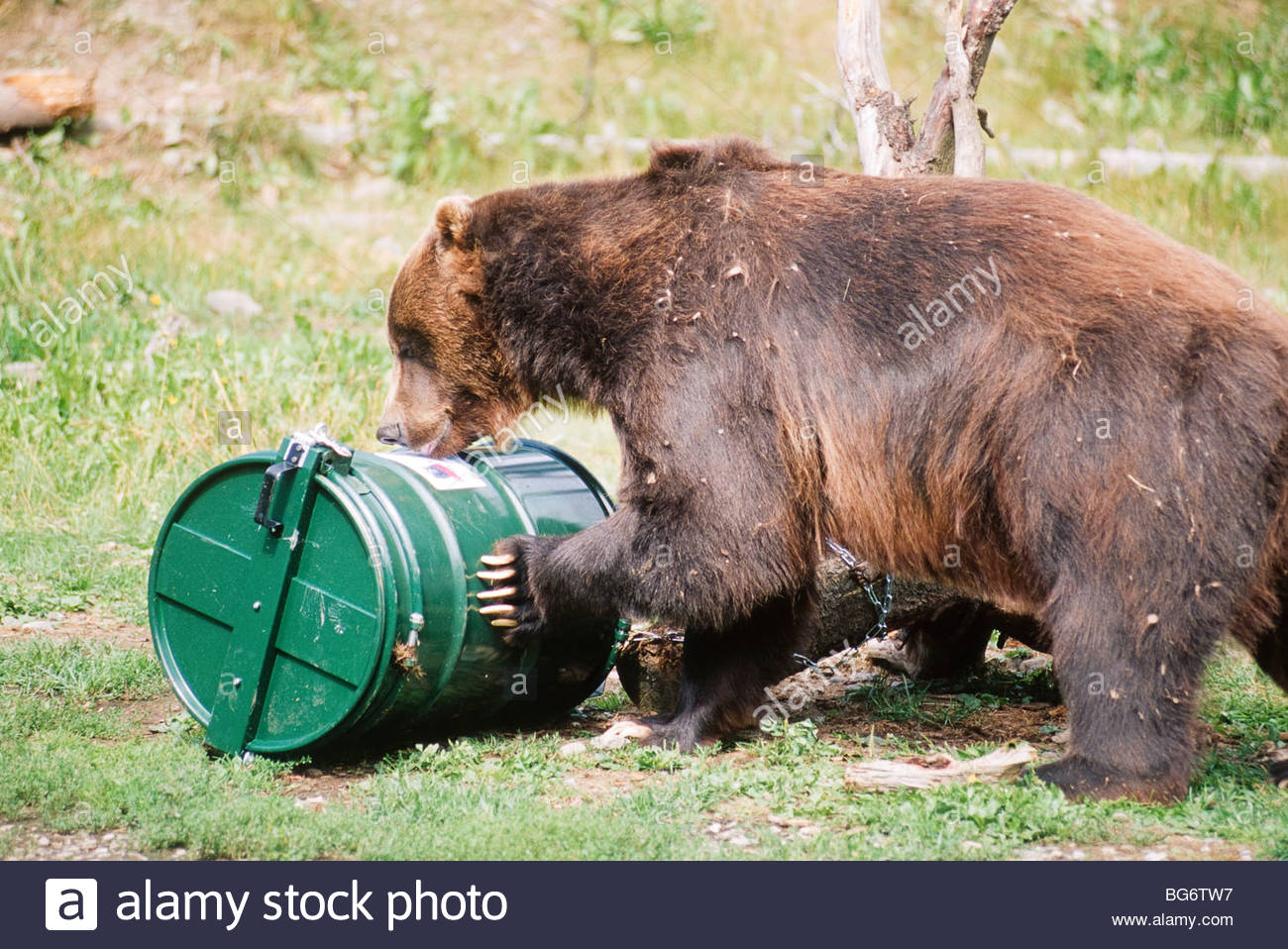 Bear Proof Garbage Can Stock Photos & Bear Proof Garbage Can Stock ...