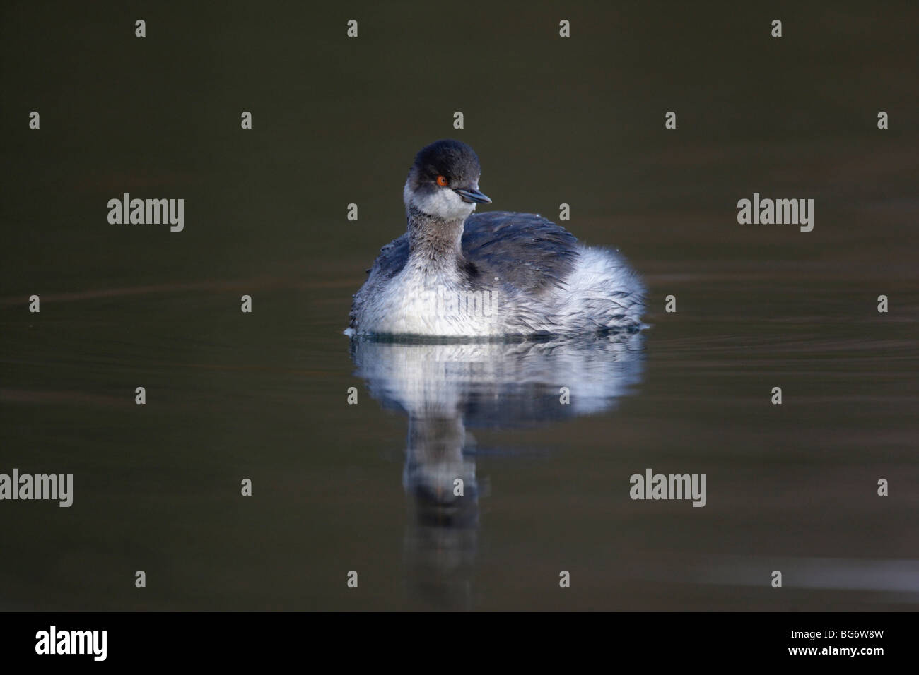 Red necked grebe hi-res stock photography and images - Alamy