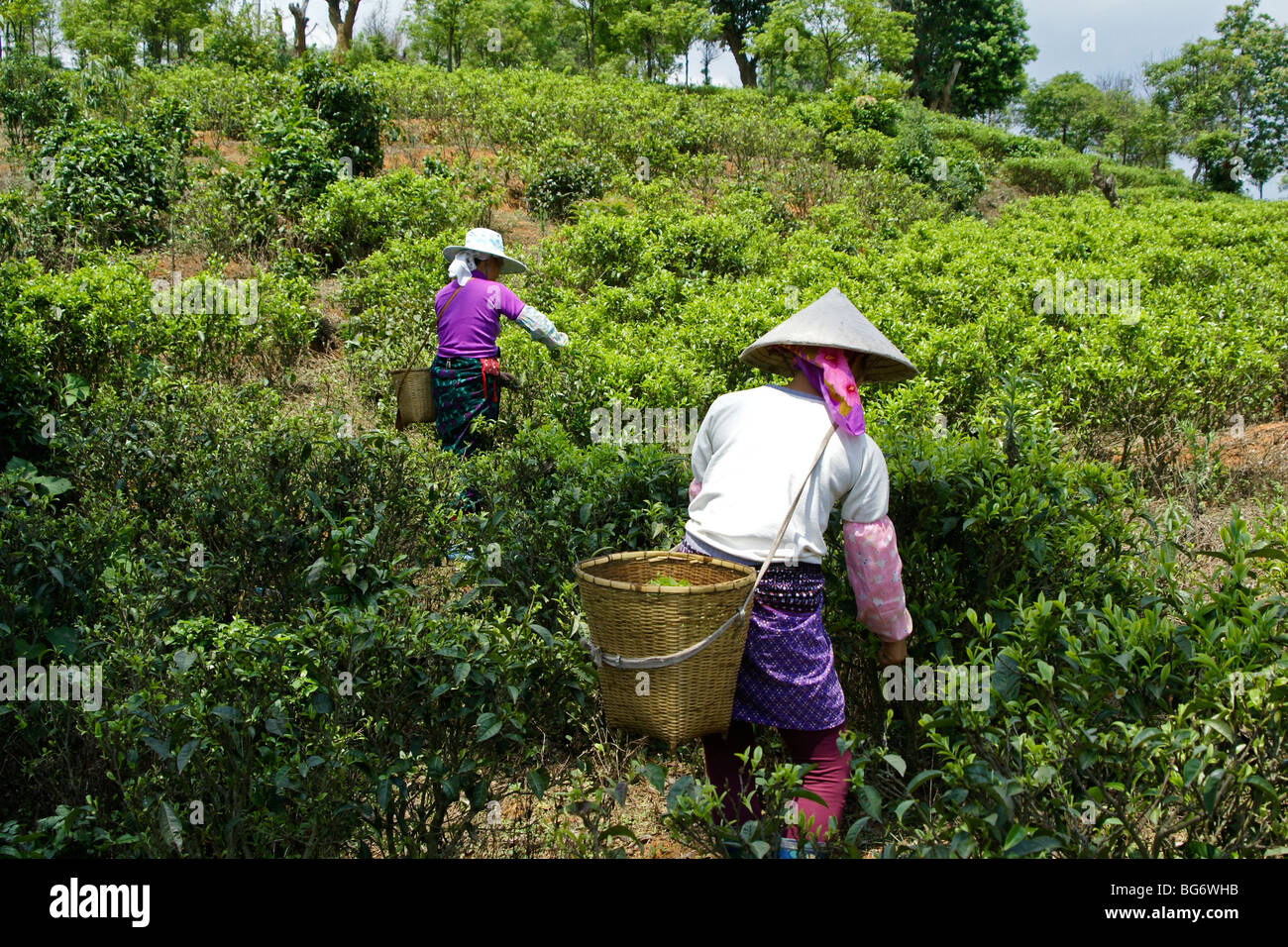 Women with tea leaves hi-res stock photography and images - Alamy