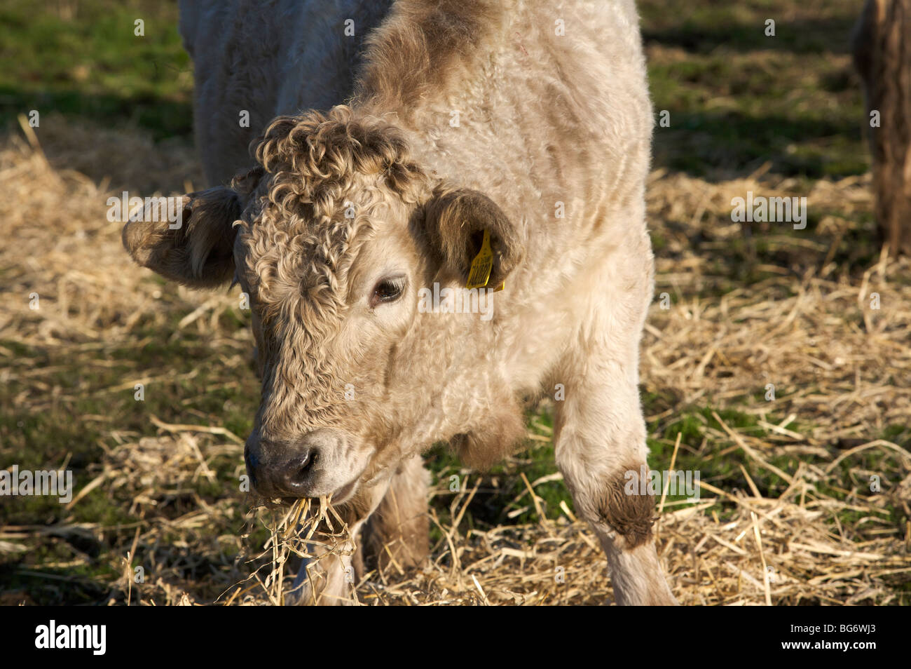 Winter fodder hi-res stock photography and images - Alamy