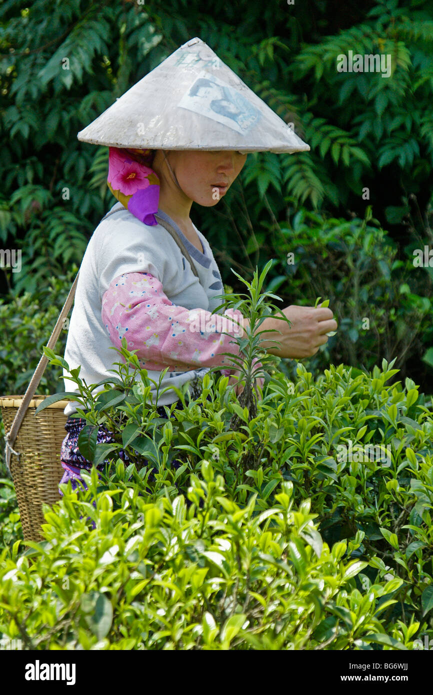 Picking tea leaves hi-res stock photography and images - Alamy