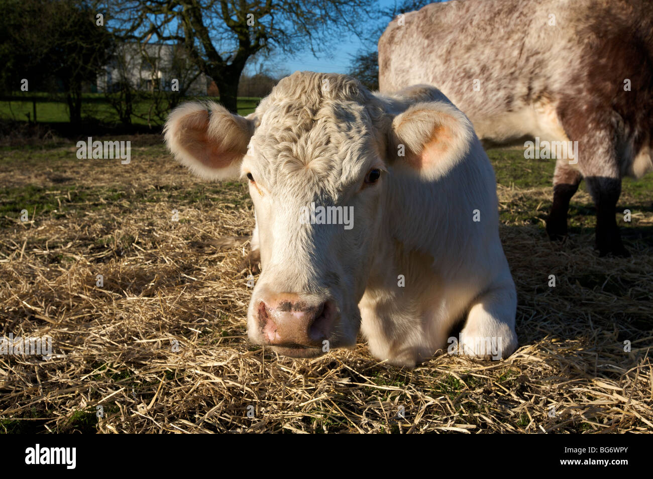 Cow blue sky hi-res stock photography and images - Alamy