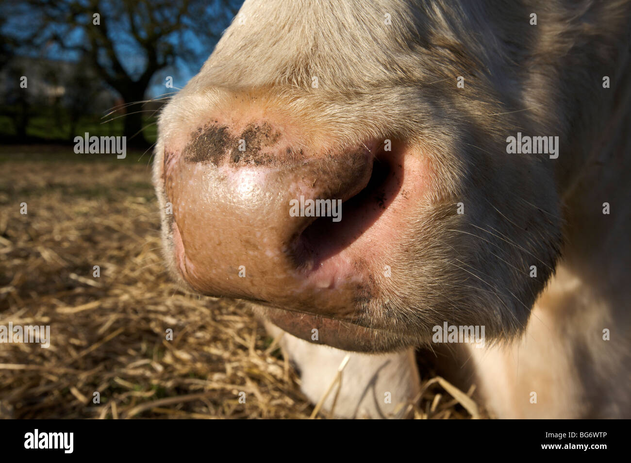 Cows nose hi-res stock photography and images - Alamy