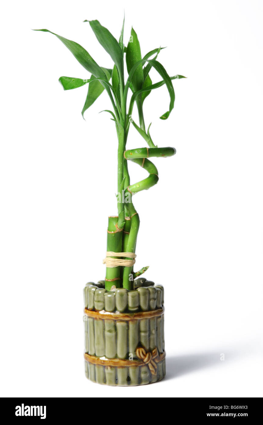 Bamboo plant hi-res stock photography and images - Alamy