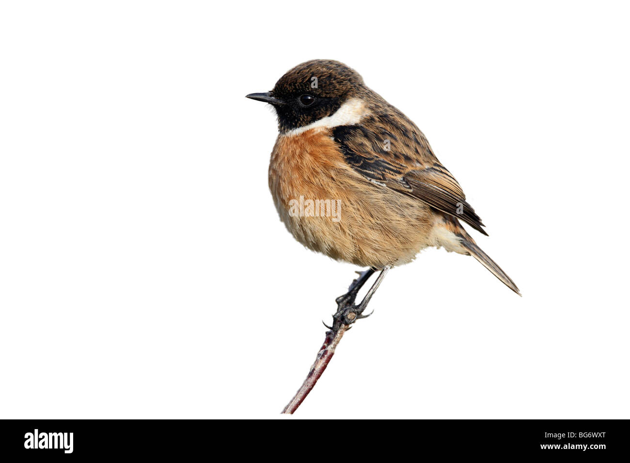 Male stonechat Cut Out Stock Images & Pictures - Alamy