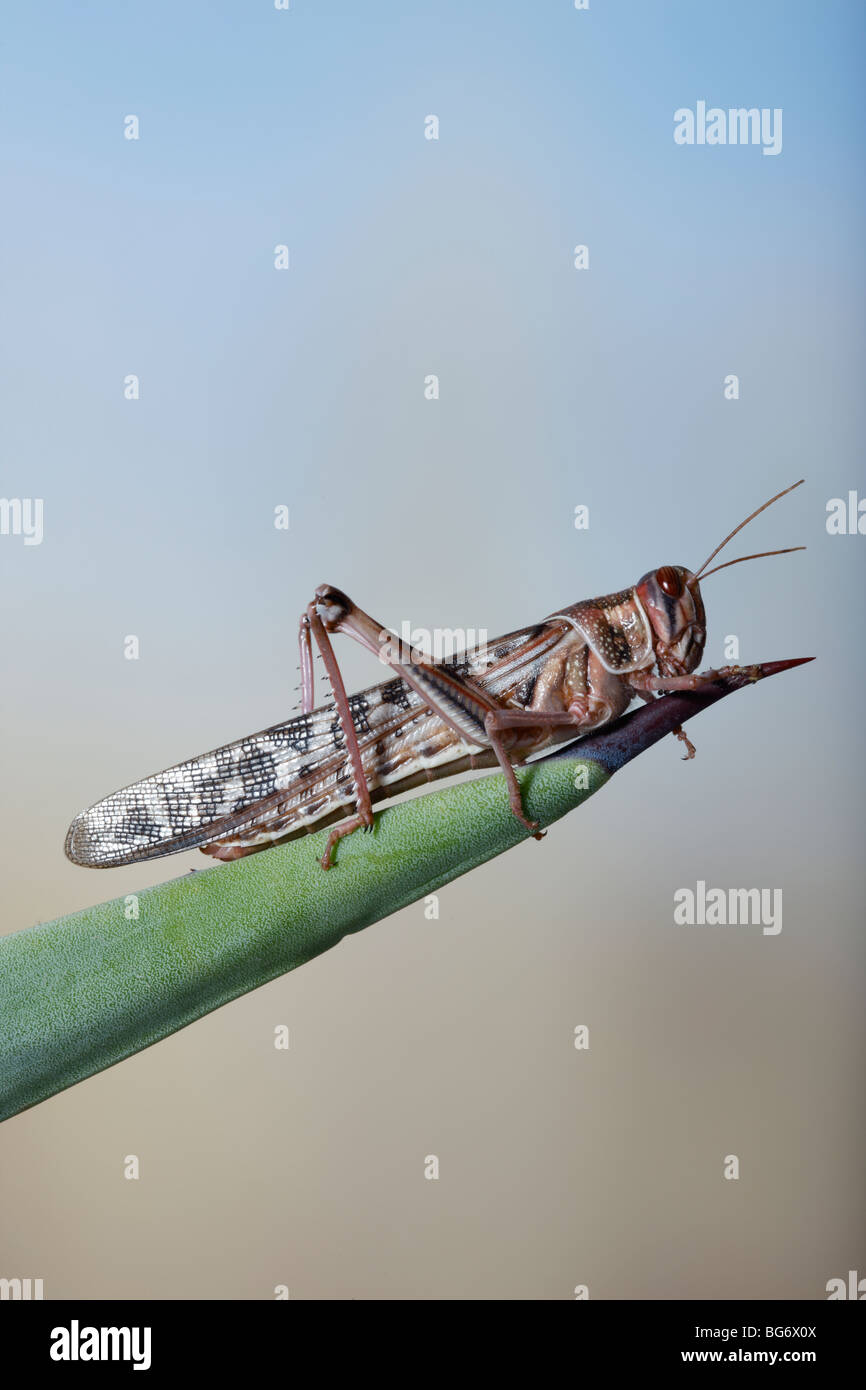 Locust hi-res stock photography and images - Alamy