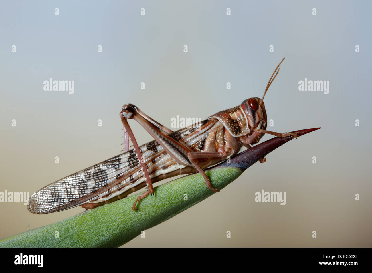 Locust hi-res stock photography and images - Alamy