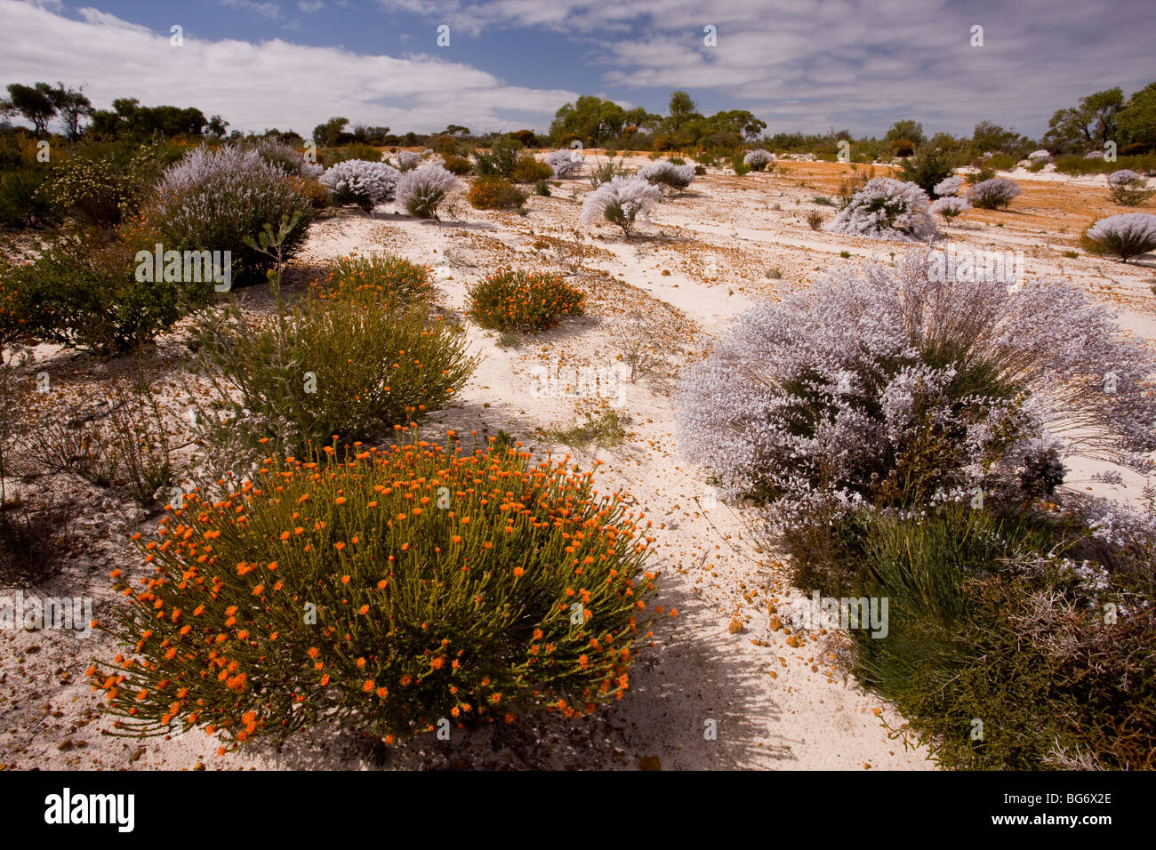 Sandy Kwongan heath, dominated by orange Eremaea brevifolia, Lambswool ...