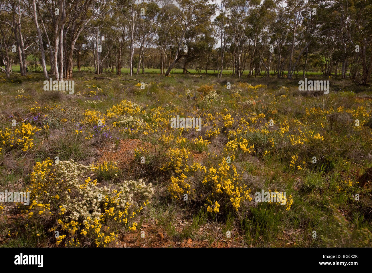 Flowery roadside verge in Moganmoganning Reserve, near New Norcia ...
