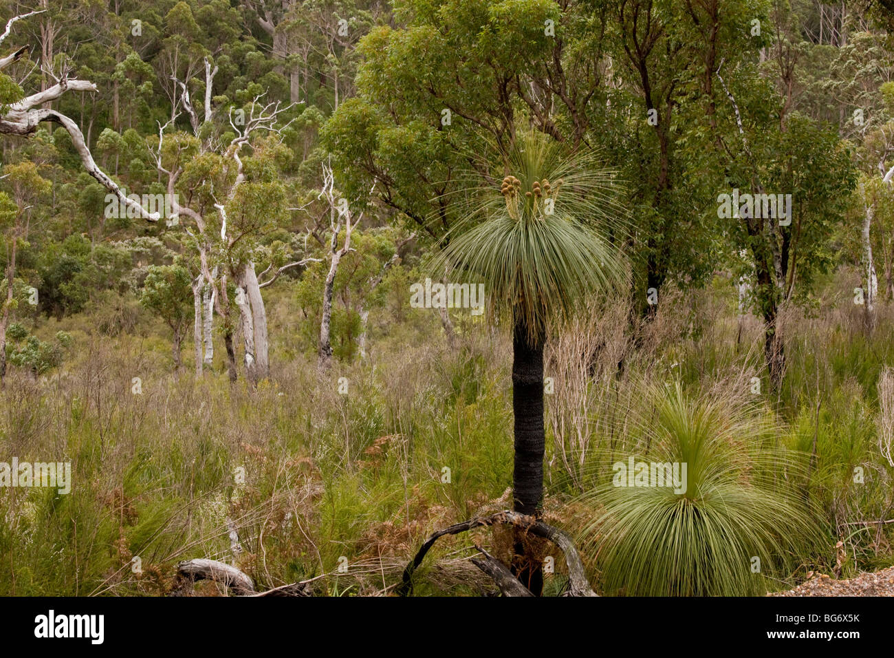 Black Gin Kingia australis in flower, South-western Australia Stock ...