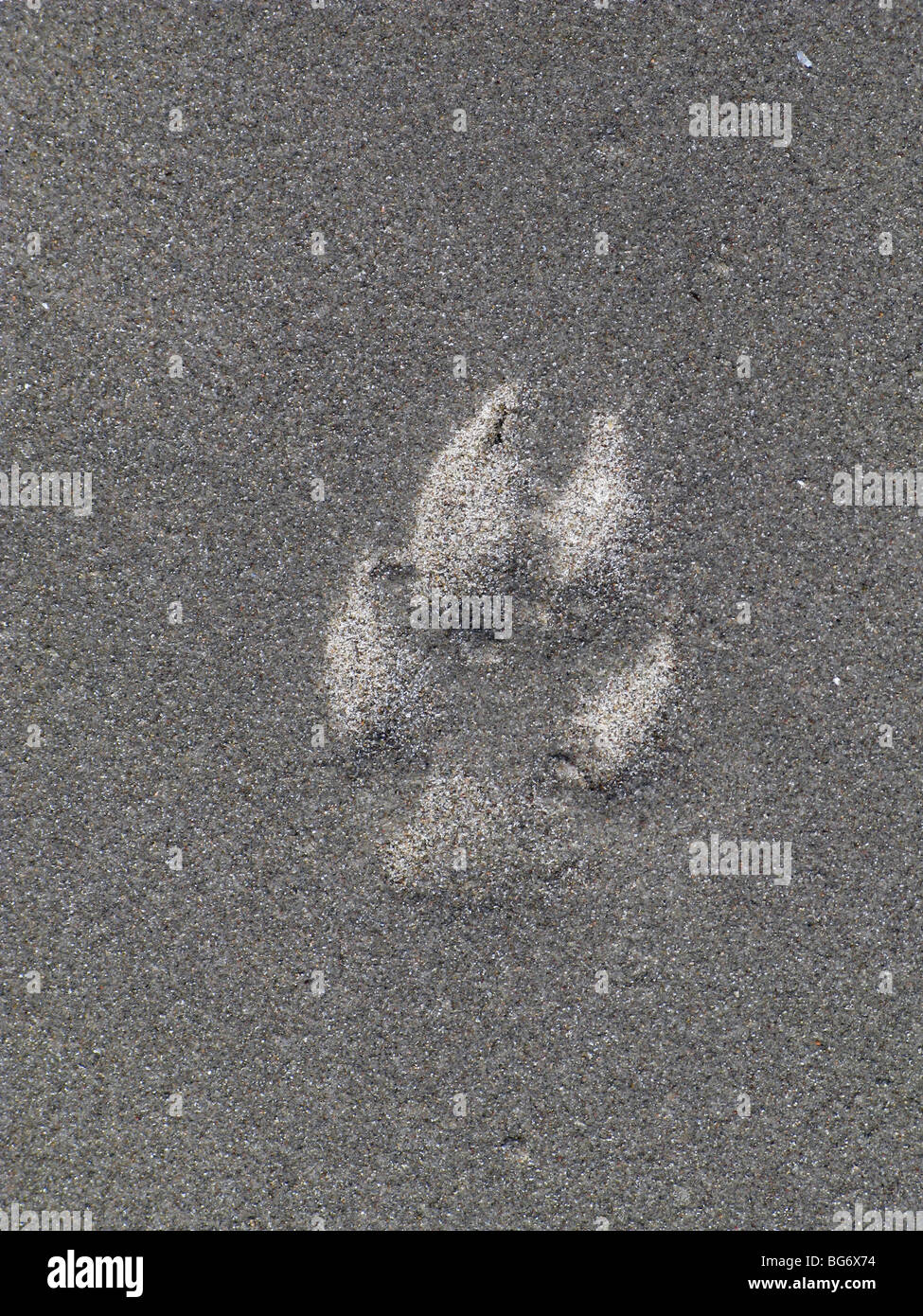 imprint on the sand Stock Photo - Alamy
