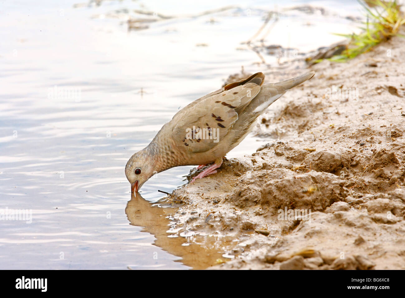 Common ground dove hi-res stock photography and images - Alamy
