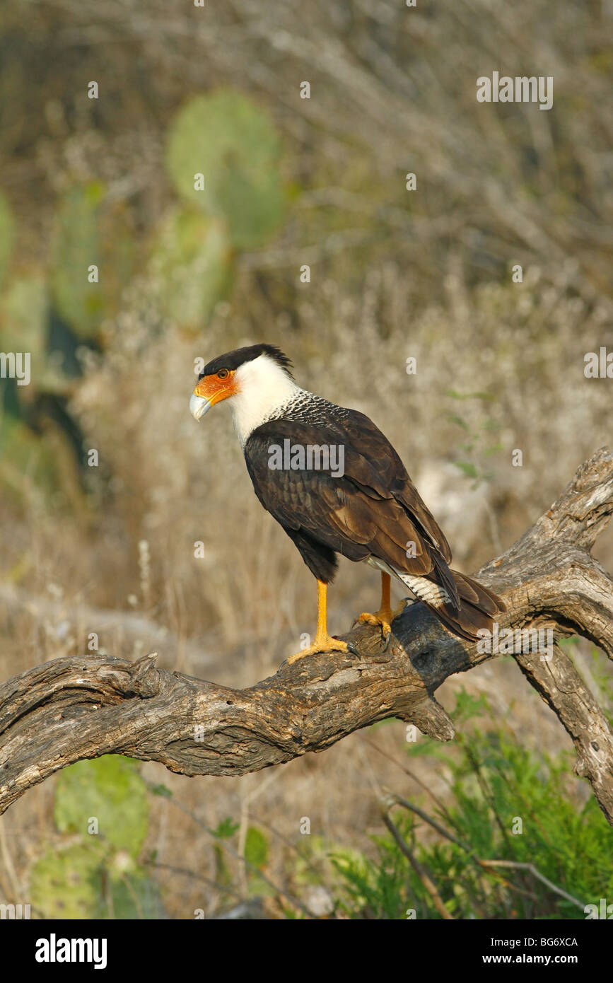 Caracara flying hi-res stock photography and images - Alamy
