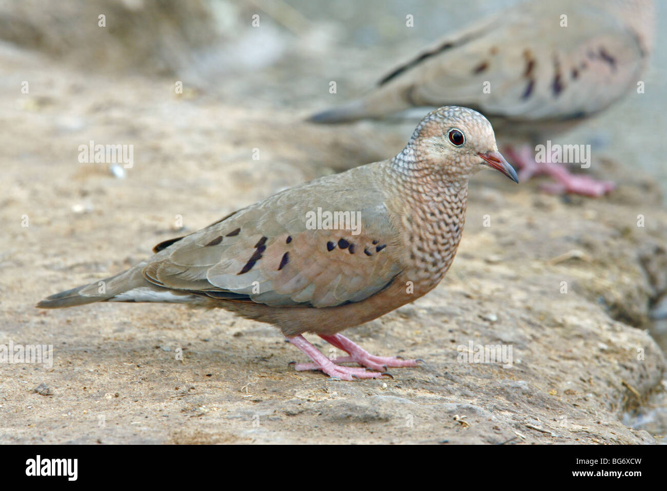 Columbina passerina hi-res stock photography and images - Alamy