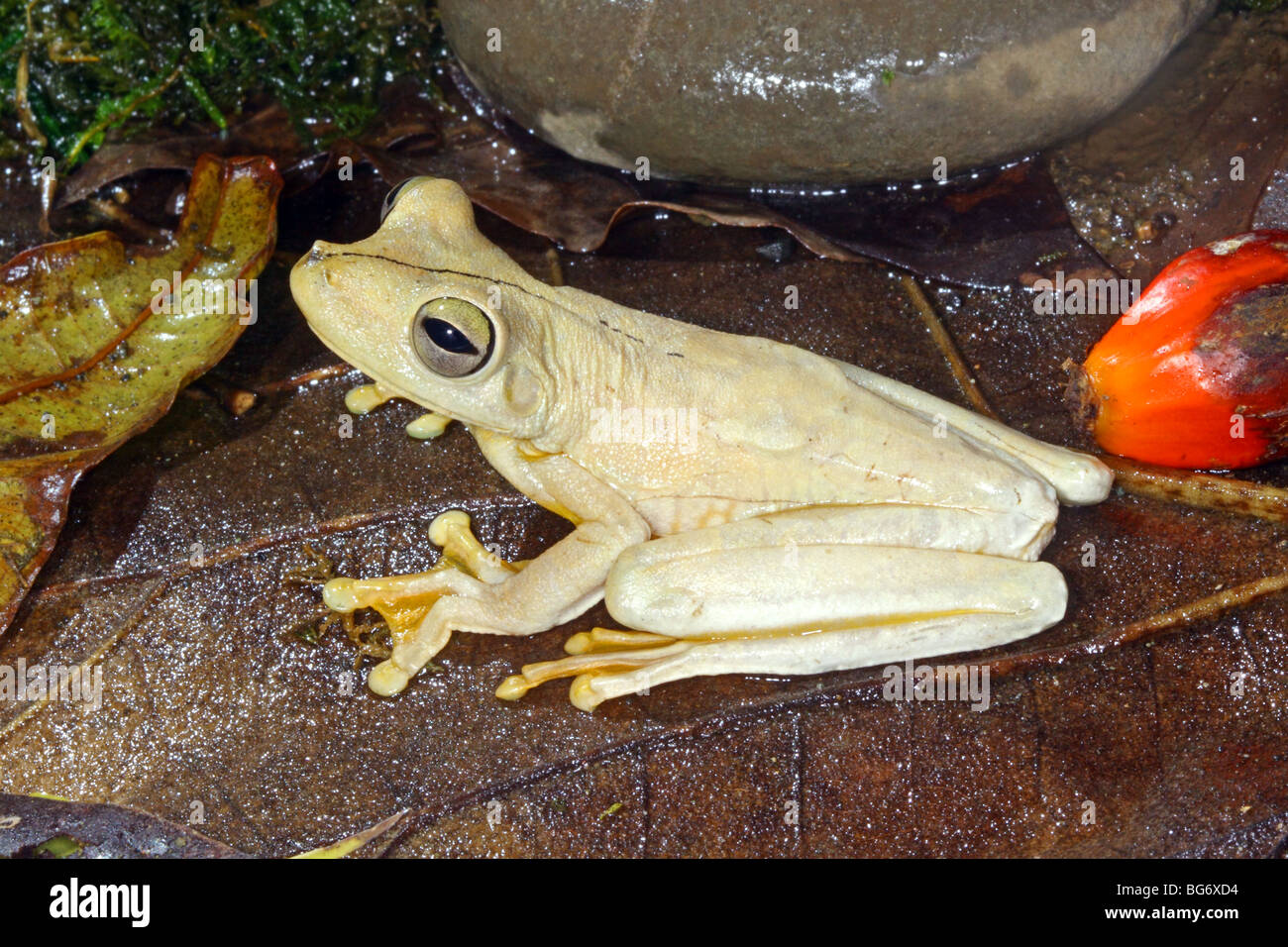 Gladiator frog hi-res stock photography and images - Alamy