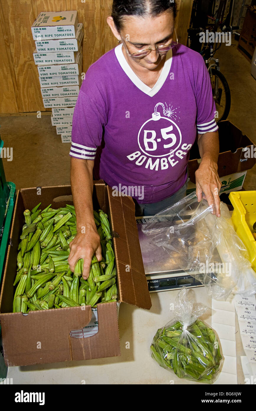 Owner of CSA (community supported agriculture) farm sorts and packs ...
