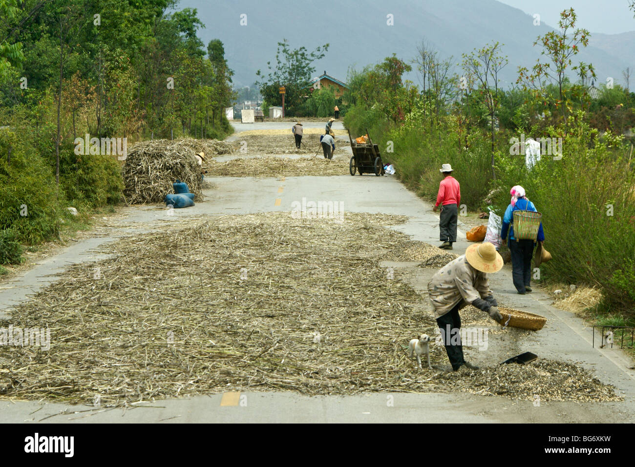 Farmers threshing broad beans, Xizhou, Yunnan, China Stock Photo - Alamy