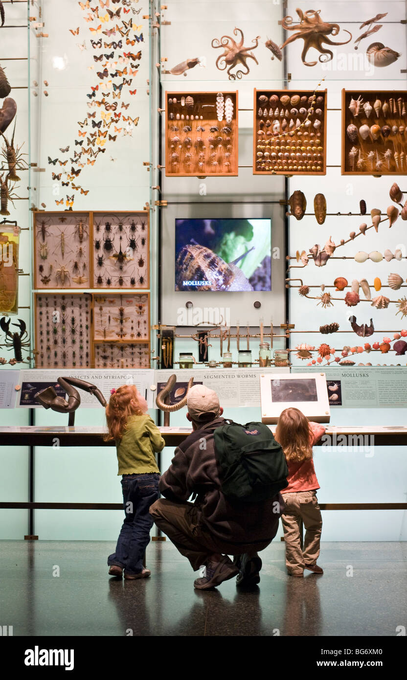 American museum natural history hi-res stock photography and images - Alamy