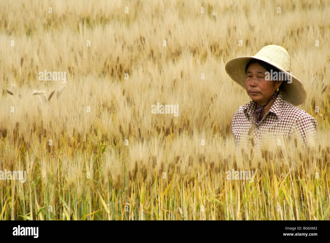 Farmer in rice field, Yunnan, China Stock Photo - Alamy
