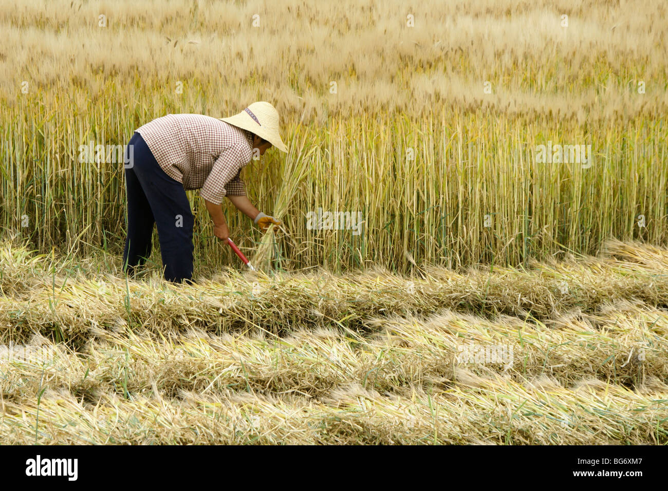 Harvesting Rice High Resolution Stock Photography and Images - Alamy