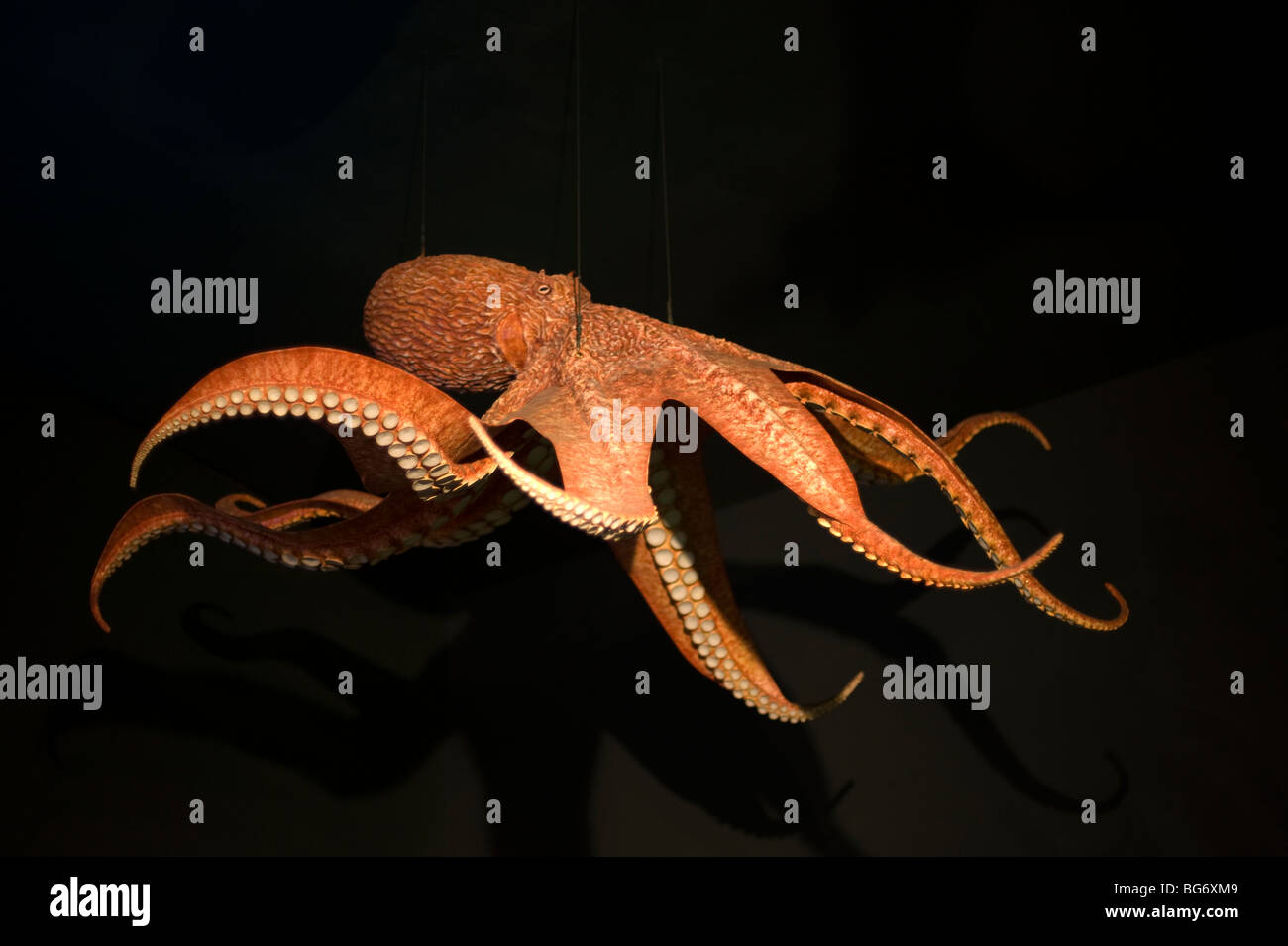 Hall of biodiversity hi-res stock photography and images - Alamy